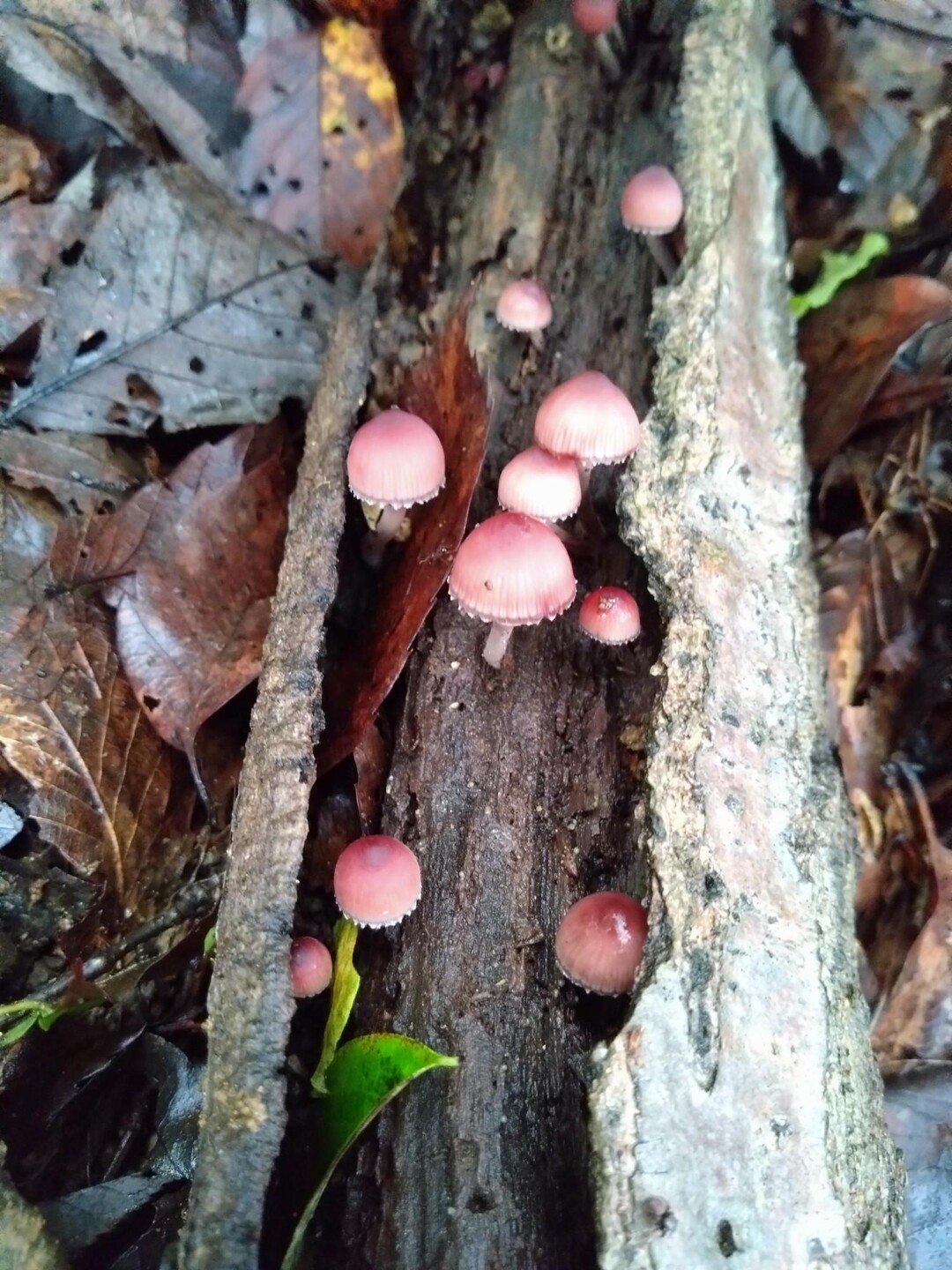 日影乗鞍 / Nagaさんの高尾山・陣馬山・景信山の活動データ | YAMAP / ヤマップ