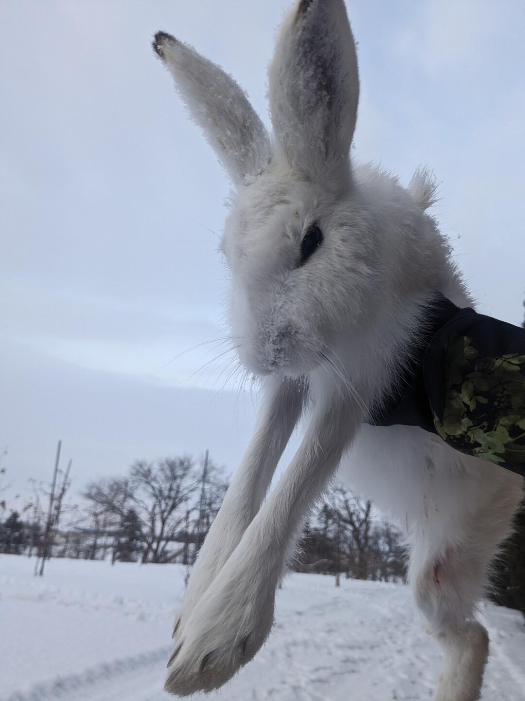 北海道 ハンター女子 有害駆除 初、うさぎ巻狩り🐰 ジビエ / rinaさんの滝川市の活動データ | YAMAP / ヤマップ