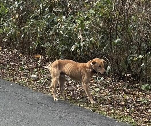 こちらの2頭探してます！ 石鎚山近辺、U... / sarryさんのモーメント | YAMAP / ヤマップ