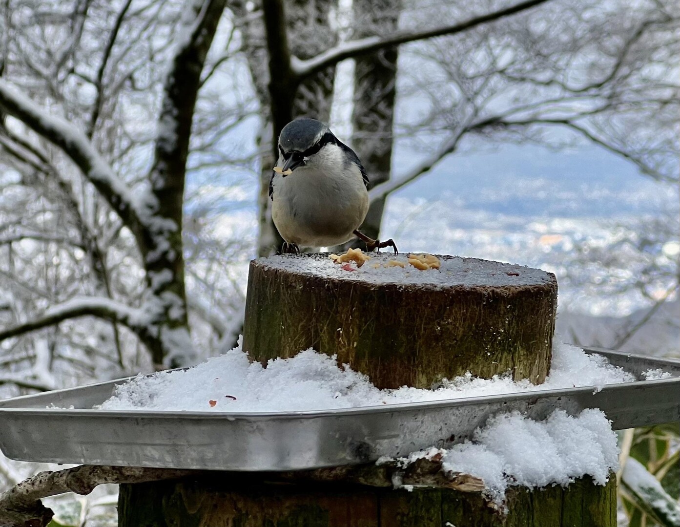 金剛山・もみじ谷☃️ / sinoさんさんの金剛山・二上山・大和葛城山の活動データ | YAMAP / ヤマップ