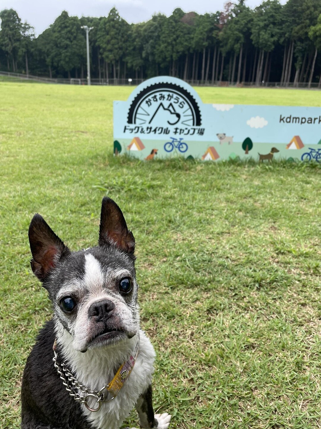 かすみがうらドッグ&サイクル キャンプ場... / DKさんのモーメント | YAMAP / ヤマップ