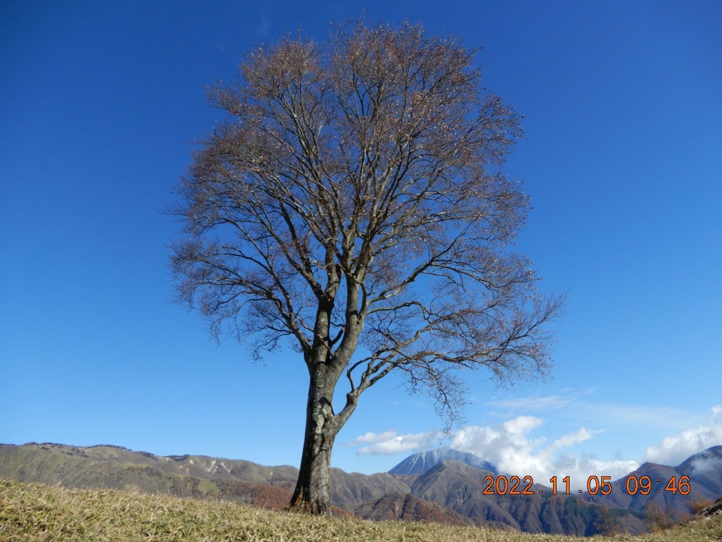 孤高のブナと中倉山と沢入山 / momotiさんの皇海山・袈裟丸山・庚申山の活動データ | YAMAP / ヤマップ