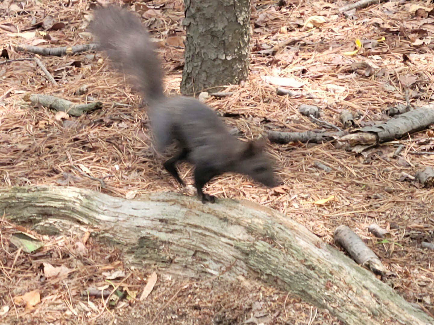 姪ちゃんと山🗻を登りました🎵 リスも... / c.m.kさんのモーメント | YAMAP / ヤマップ