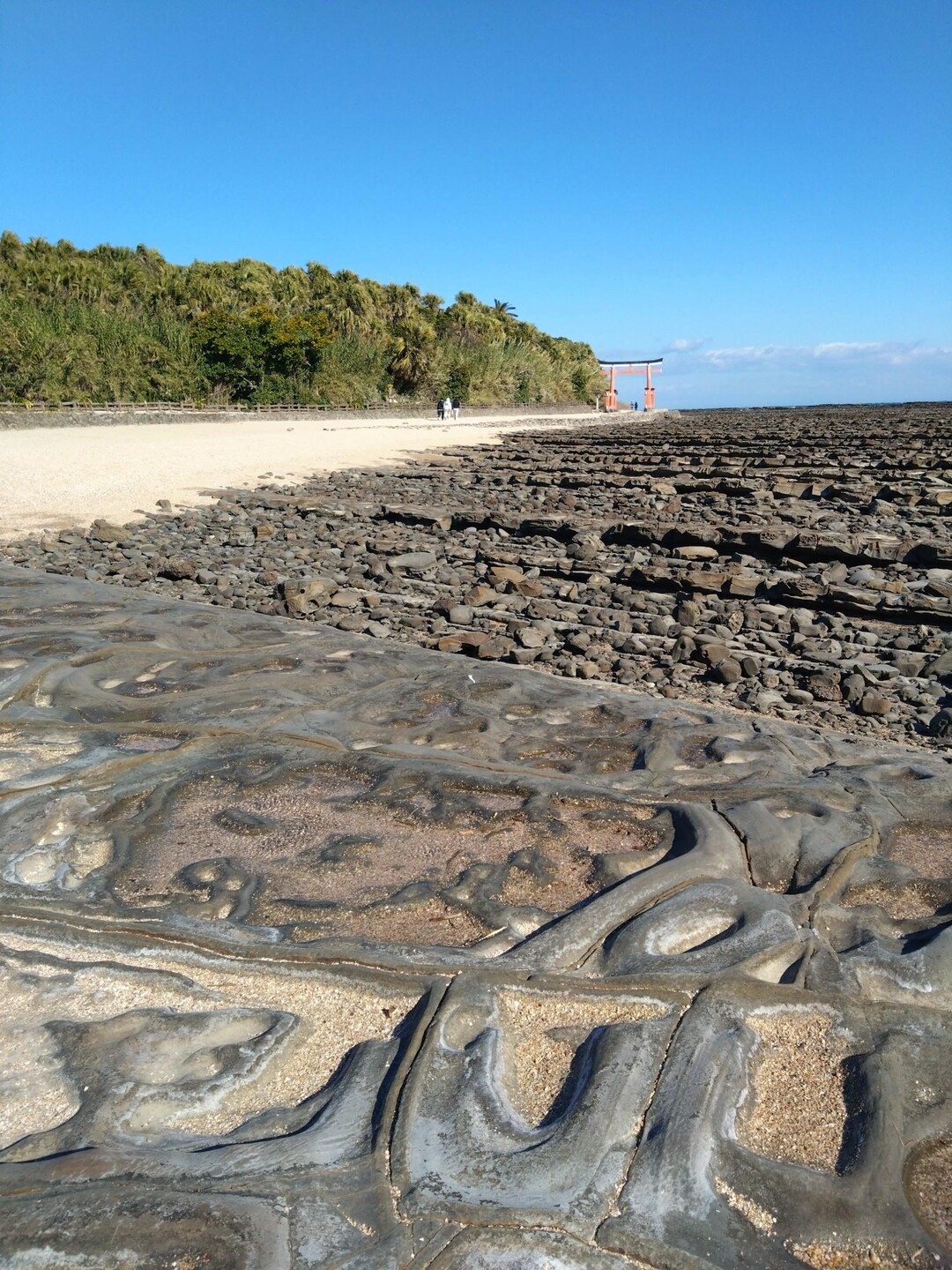 宮崎市-青島〜道の駅フェニックス-2024-01-24 / kamoさんの宮崎市の活動データ | YAMAP / ヤマップ