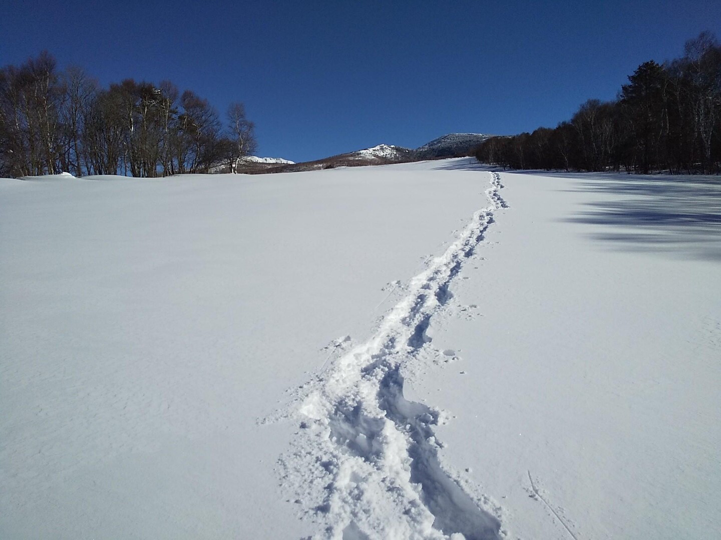 四阿高原 スノーハイク / moozさんの四阿山・根子岳の活動データ | YAMAP / ヤマップ
