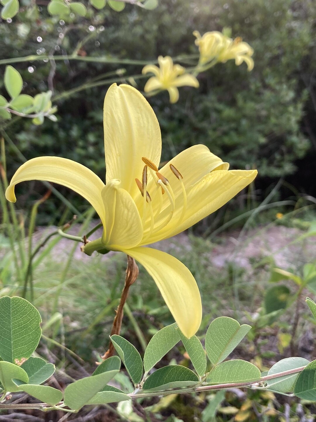 夕方から咲き始める花を見たくて4時過ぎに... / tairaさんのモーメント | YAMAP / ヤマップ