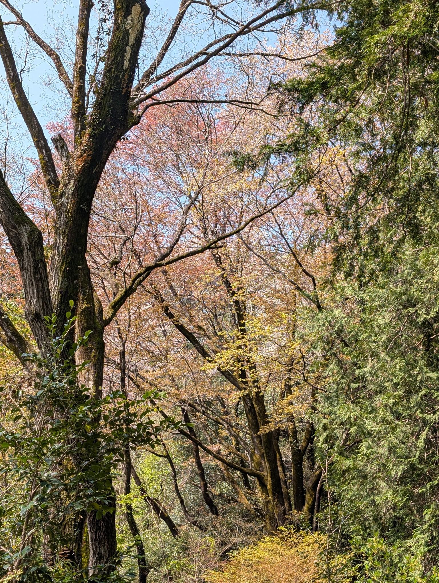 津久井の山に山桜と新緑をながめに / endohさんの仙洞寺山・南山・津久井堂所山の活動データ | YAMAP / ヤマップ