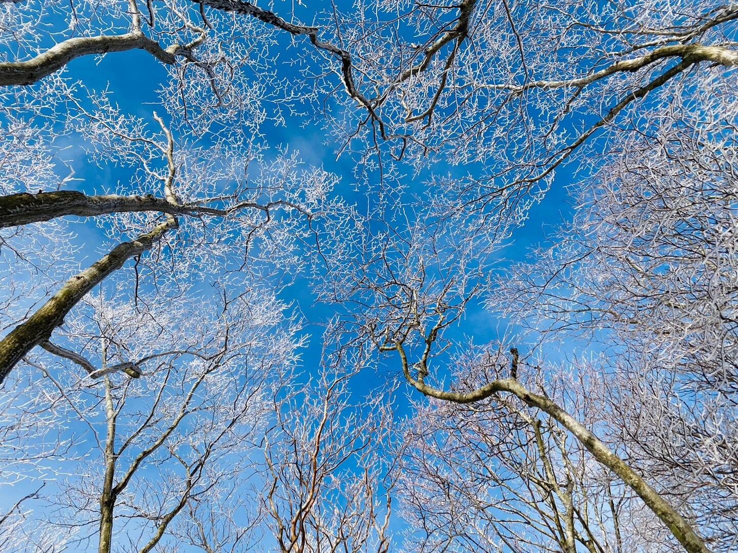 霧氷と青空のコラボ！三峰山 / saoriさんの三峰山・学能堂山・栗ノ木岳の活動データ | YAMAP / ヤマップ