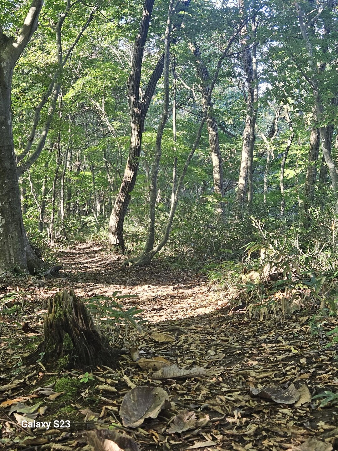 猿毛岳 168 / 一路さんの猿毛岳の活動データ | YAMAP / ヤマップ