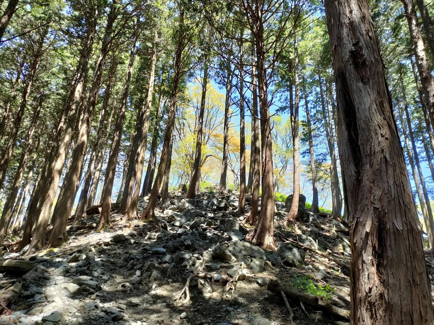 竜ヶ岳 / sakkuさんの竜ヶ岳の活動データ | YAMAP / ヤマップ