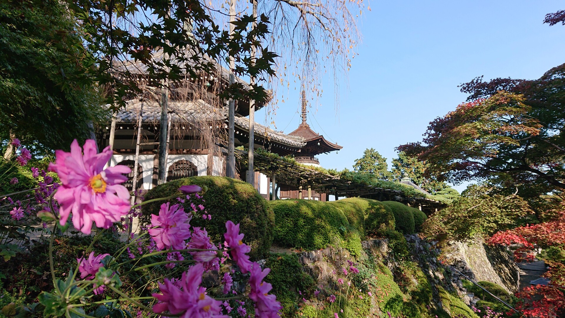 西国三十三観音寺の第20番の善峯寺へ。秋... / 山ちゃんさんのモーメント | YAMAP / ヤマップ