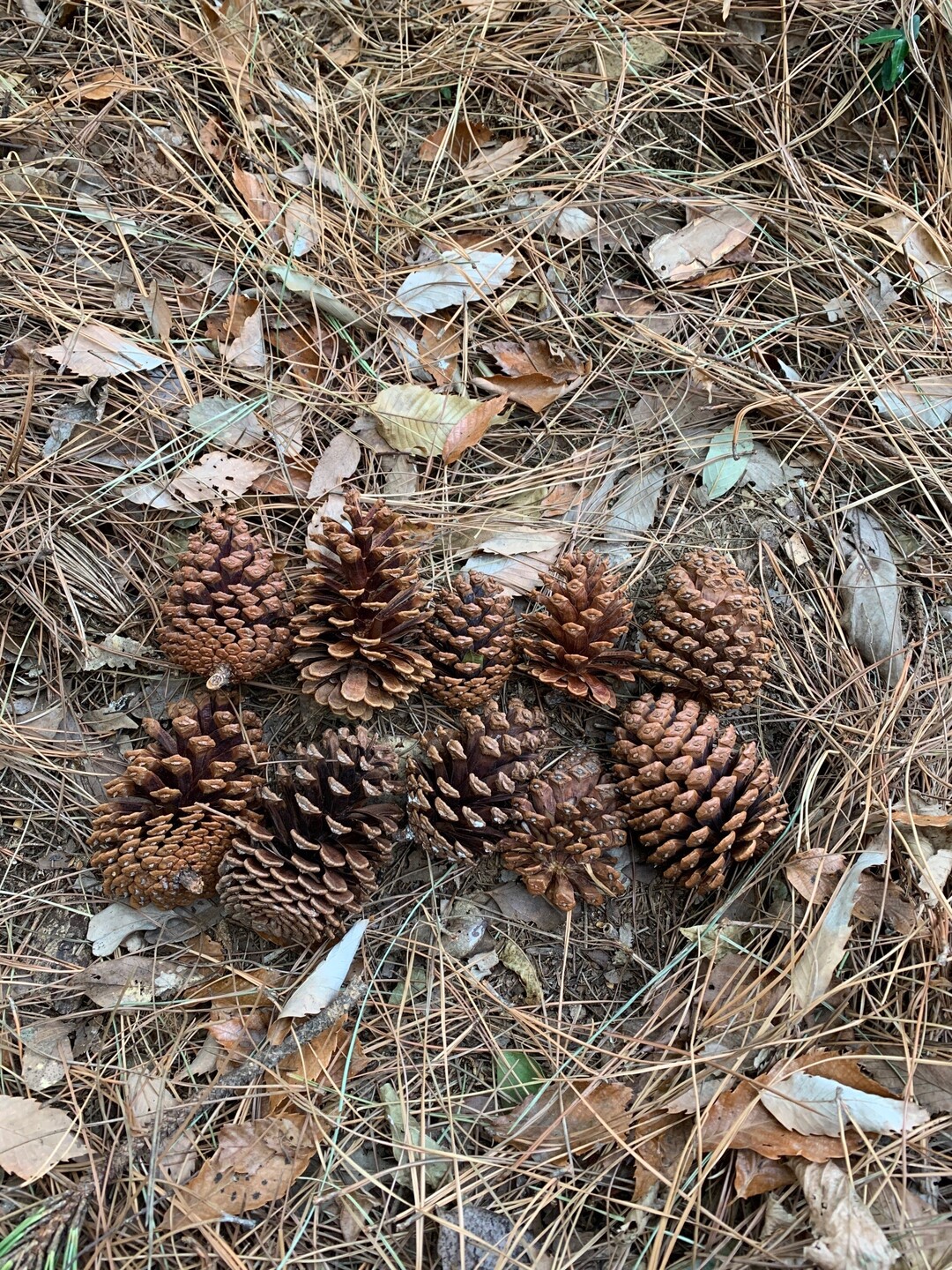 眉山さんぽ / marukoさんの徳島市の活動日記 | YAMAP / ヤマップ