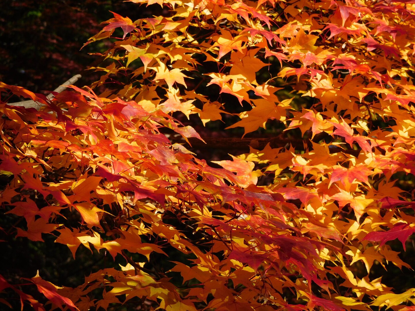 天気が良いので奥さんと豊平公園でランチし... / meltingsnowmanさんのモーメント | YAMAP / ヤマップ