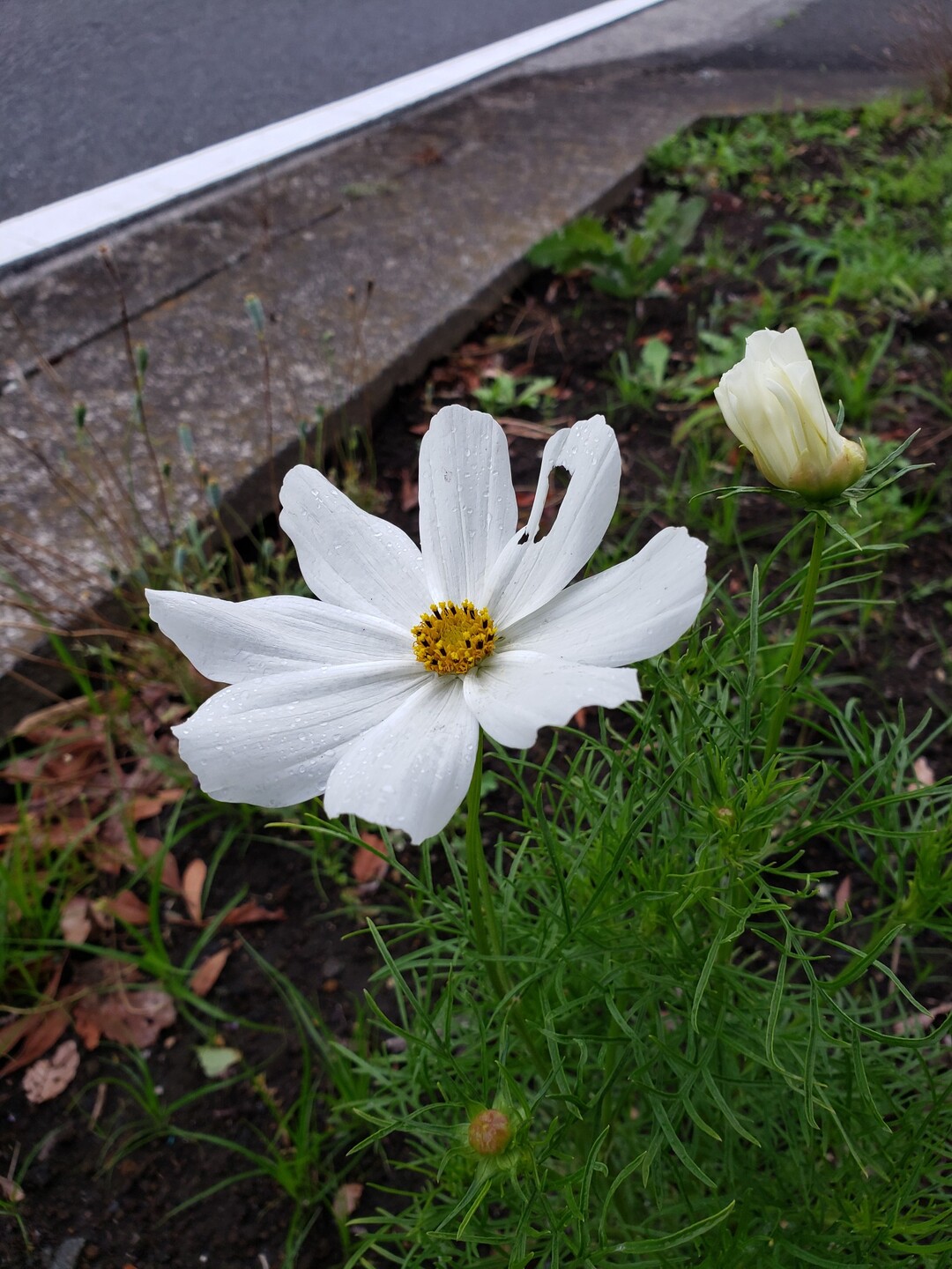 おはよう御座いますm(_ _)m 昨日は... / 北京げんじんさんのモーメント | YAMAP / ヤマップ