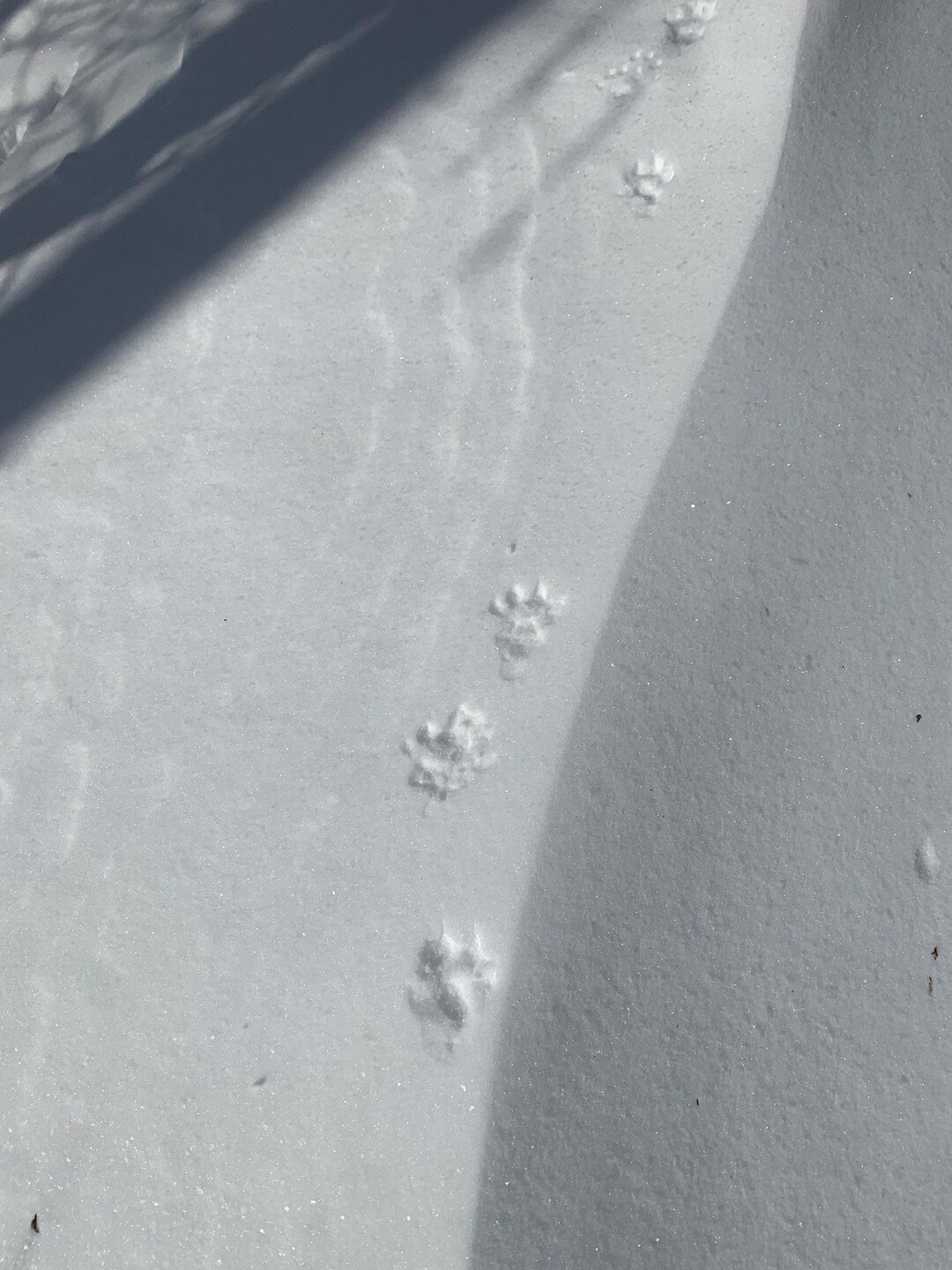 紋別岳 / Kouさんの紋別岳の活動データ | YAMAP / ヤマップ