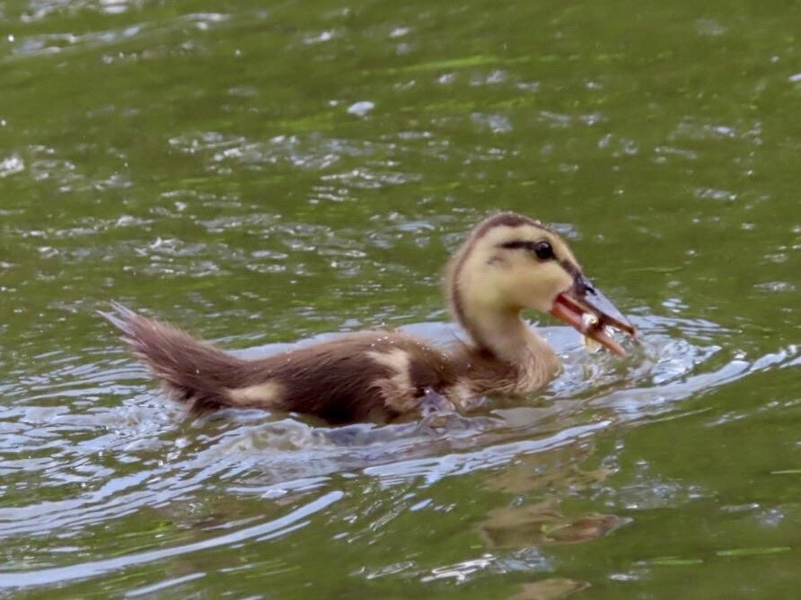 緑地公園で鳥活 / otaksaさんの大阪市の活動データ | YAMAP / ヤマップ