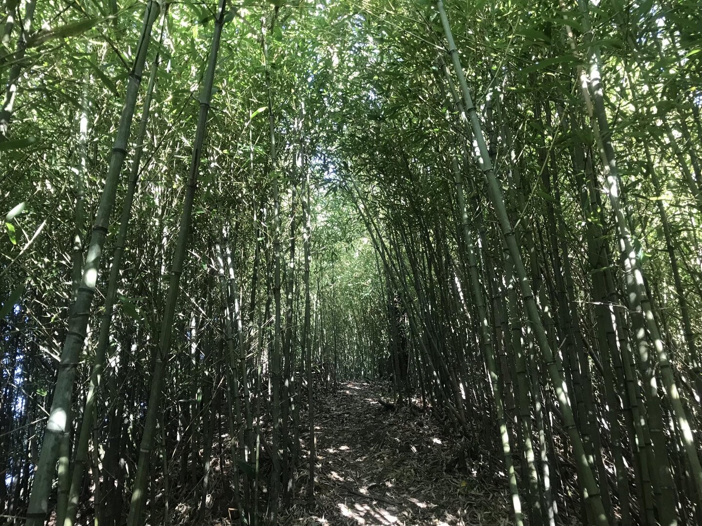 富山 西尾根の竹林⑧ / bamboo.misa🎋さんの伊予ヶ岳・人骨山・津森山の活動データ | YAMAP / ヤマップ