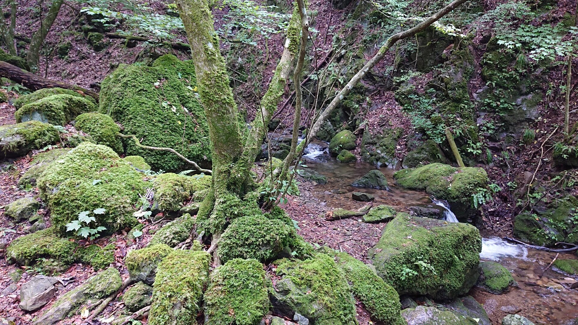 大岳山・御岳山 / GuPOaraiさんの大岳山・御岳山・御前山の活動データ | YAMAP / ヤマップ