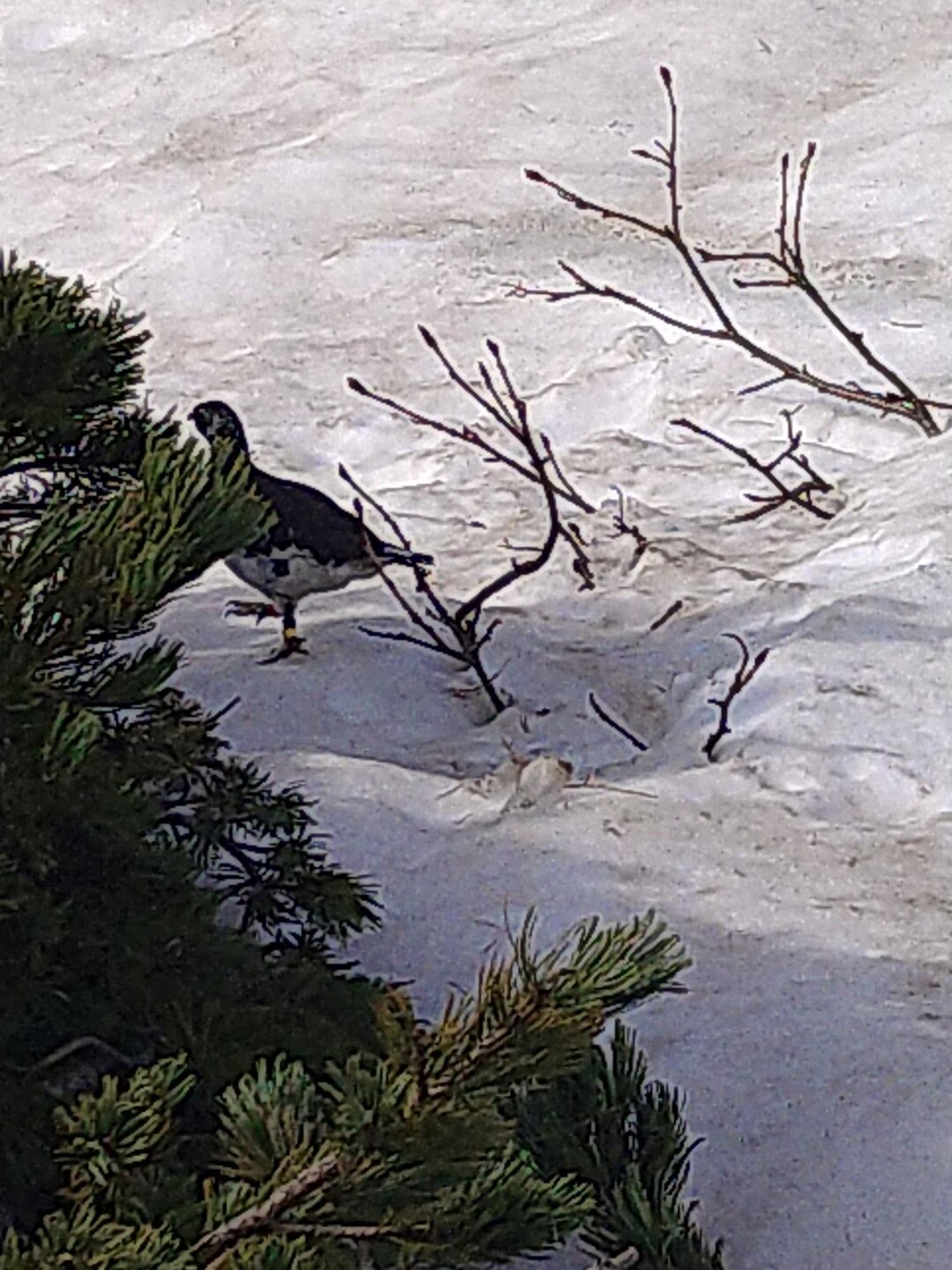 雷鳥は寒かろらりるれろ / あとぅさんの仙丈ヶ岳・伊那荒倉岳の活動データ | YAMAP / ヤマップ