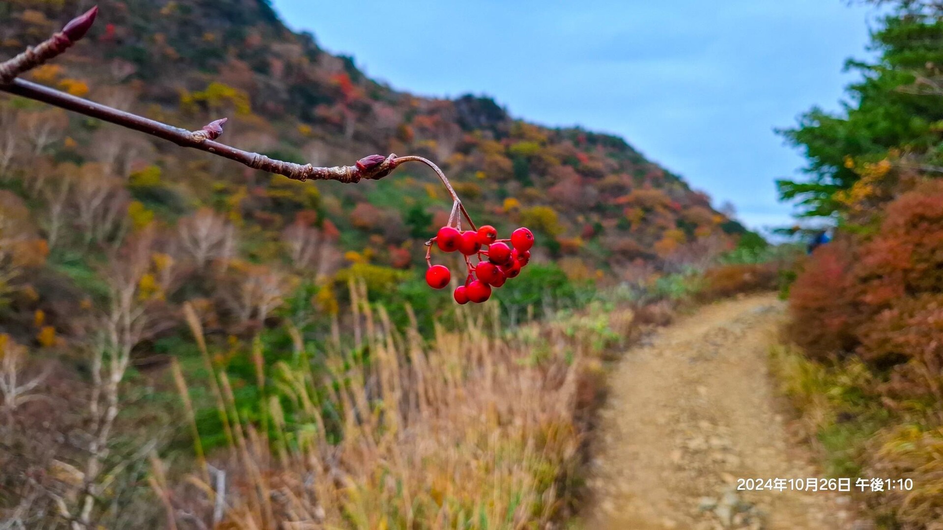 惜しむかな紅葉かつ散る安達太良山 / mitchさんの安達太良山・箕輪山・鬼面山の活動データ | YAMAP / ヤマップ