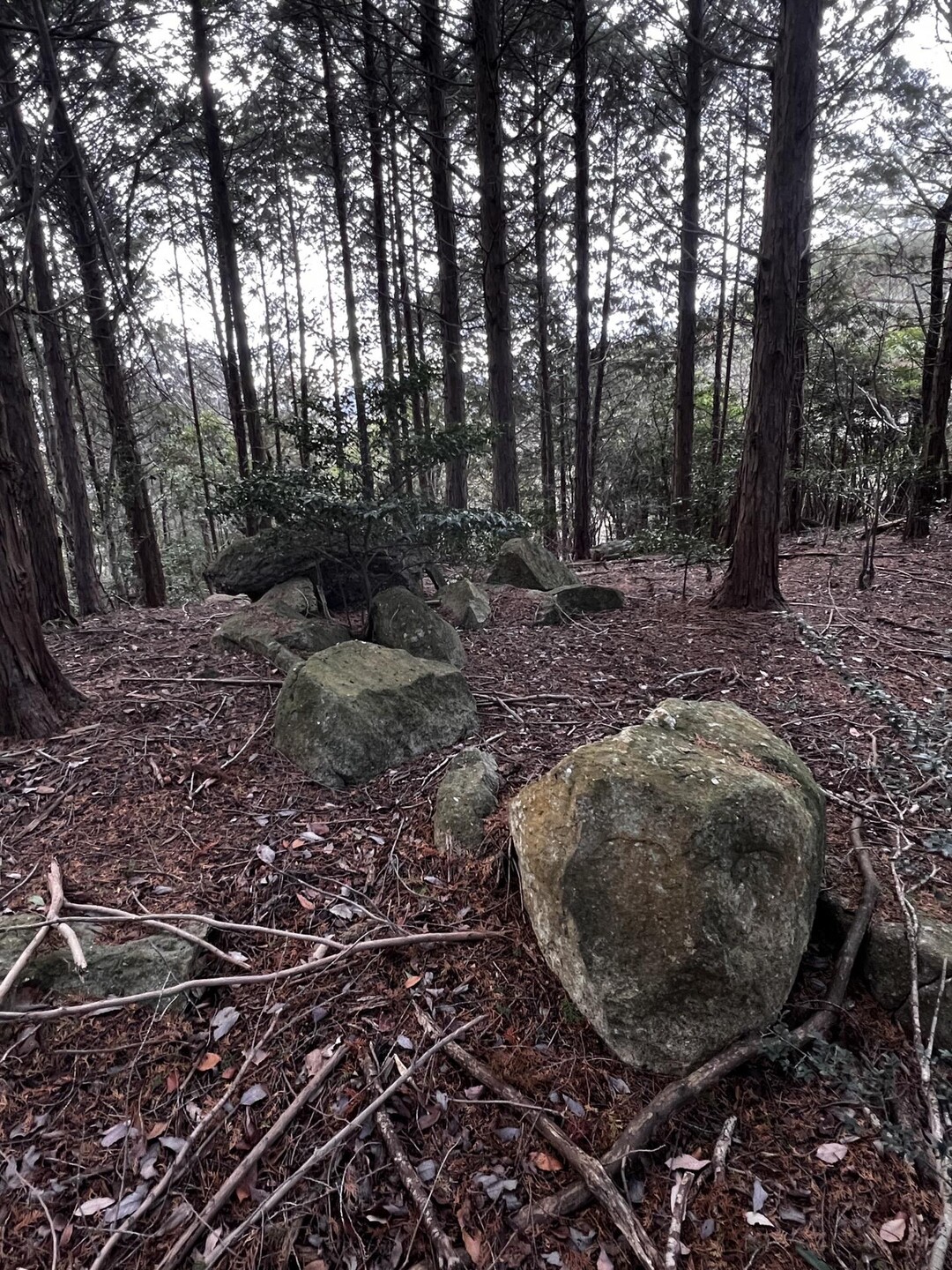 権現池南東部の山地散策 / idasさんの小野アルプス（紅山・惣山）の活動データ | YAMAP / ヤマップ