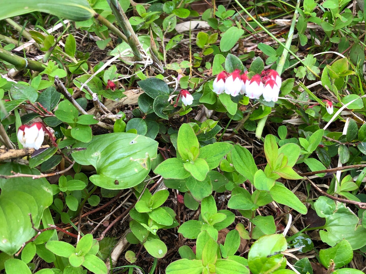 オロフレ山 / katuraさんのオロフレ山・来馬岳の活動データ | YAMAP / ヤマップ