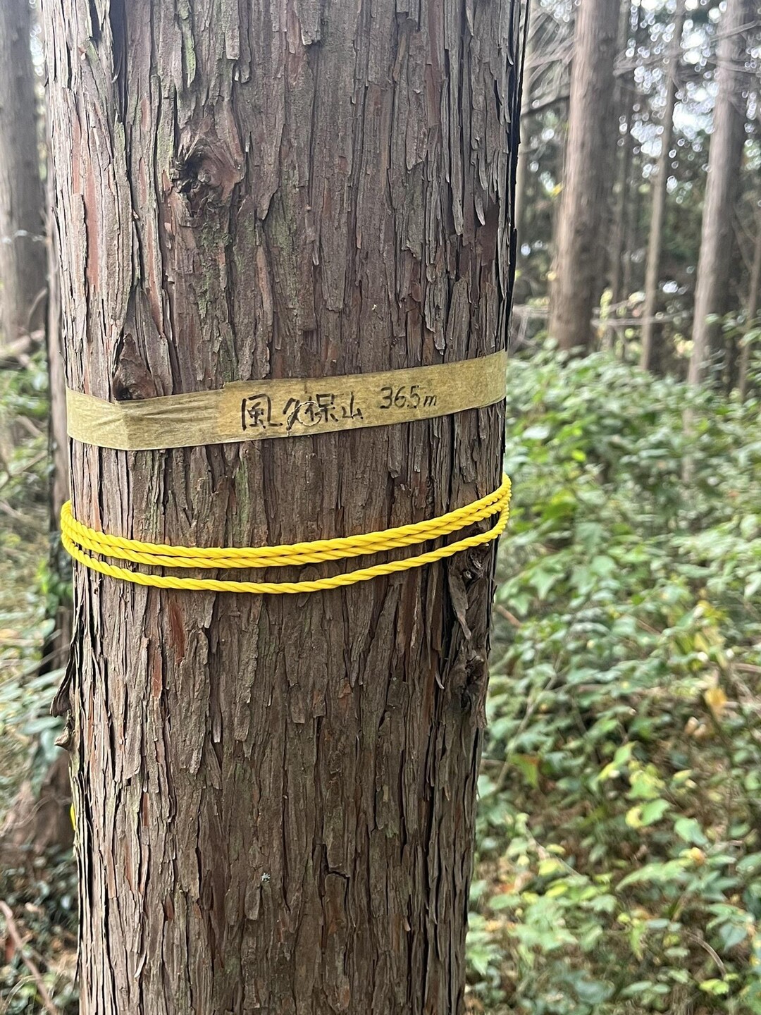 猿取山・倉戸山・風久保山 / まちゃまちゃ♬mmmnさんの赤ぼっこの活動データ | YAMAP / ヤマップ