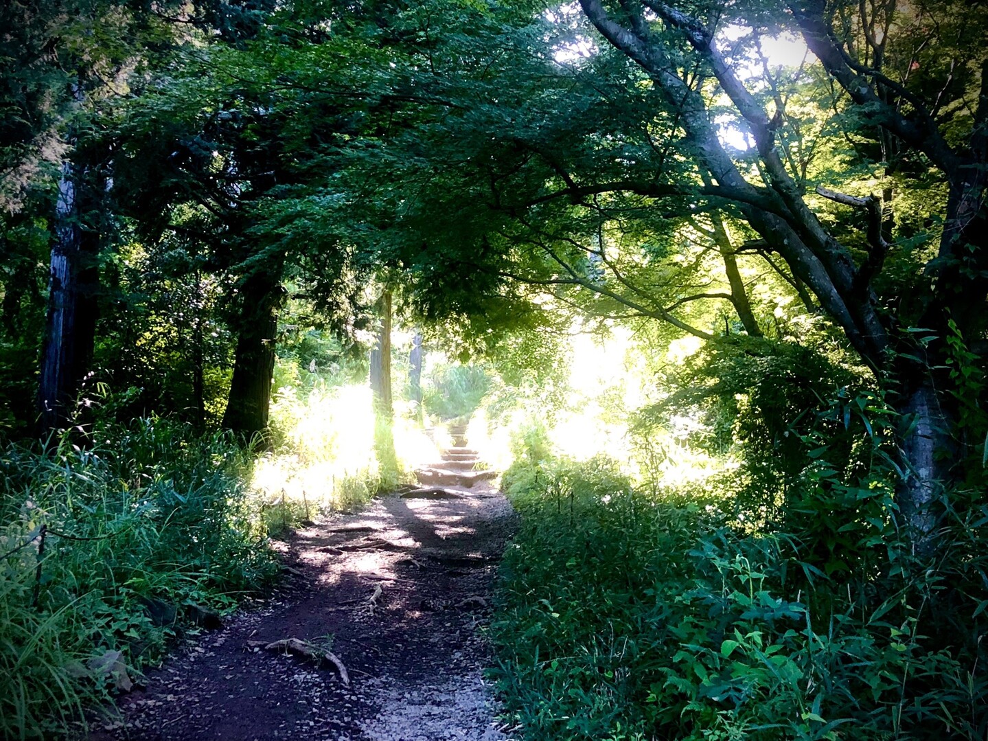 城山・高尾山 / kalo_zzzさんのウォーキングの活動データ | YAMAP / ヤマップ