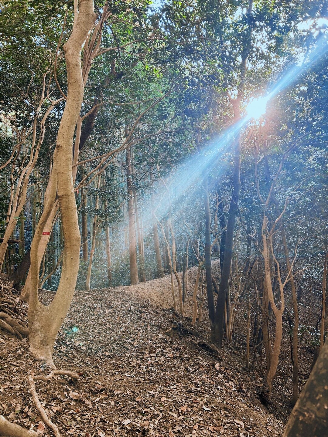 光アルプス縦走 トレラン 21K / ひさっちさんの虎ヶ岳・烏帽子岳・茶臼山の活動データ | YAMAP / ヤマップ