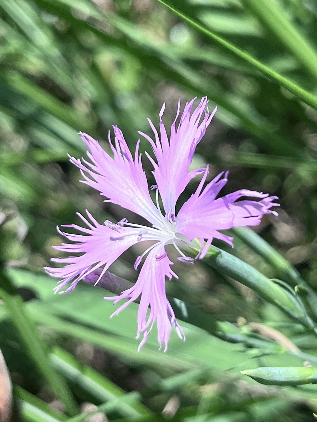 基山・北峰（北帝） / Blue Mountainさんの天拝山・基山の活動データ | YAMAP / ヤマップ