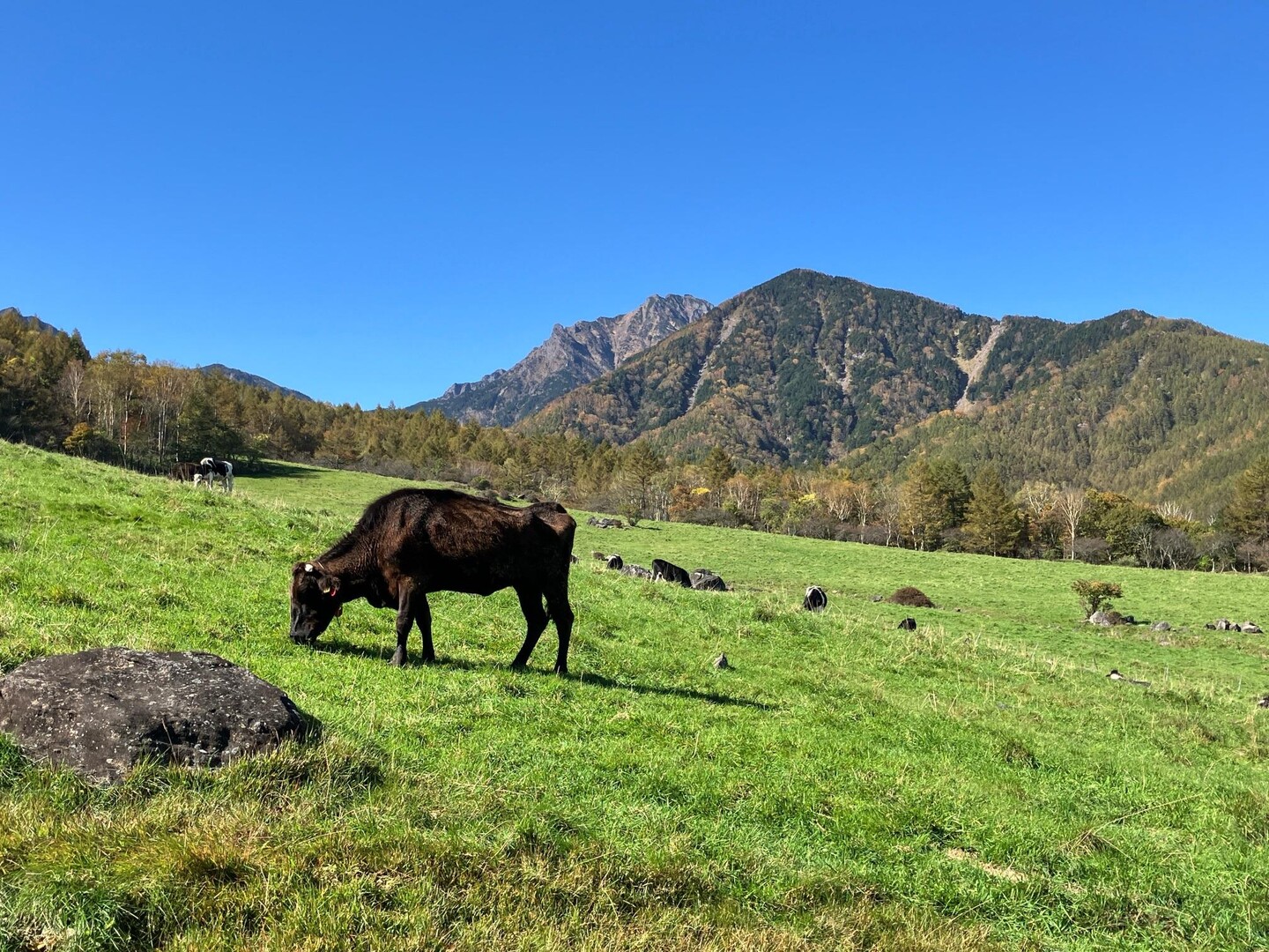 八ヶ岳トラバース ロード＆トレイルランニングレース35k 2024.10.20 / タイゾーさんの八ヶ岳（赤岳・硫黄岳・天狗岳）の活動データ | YAMAP / ヤマップ