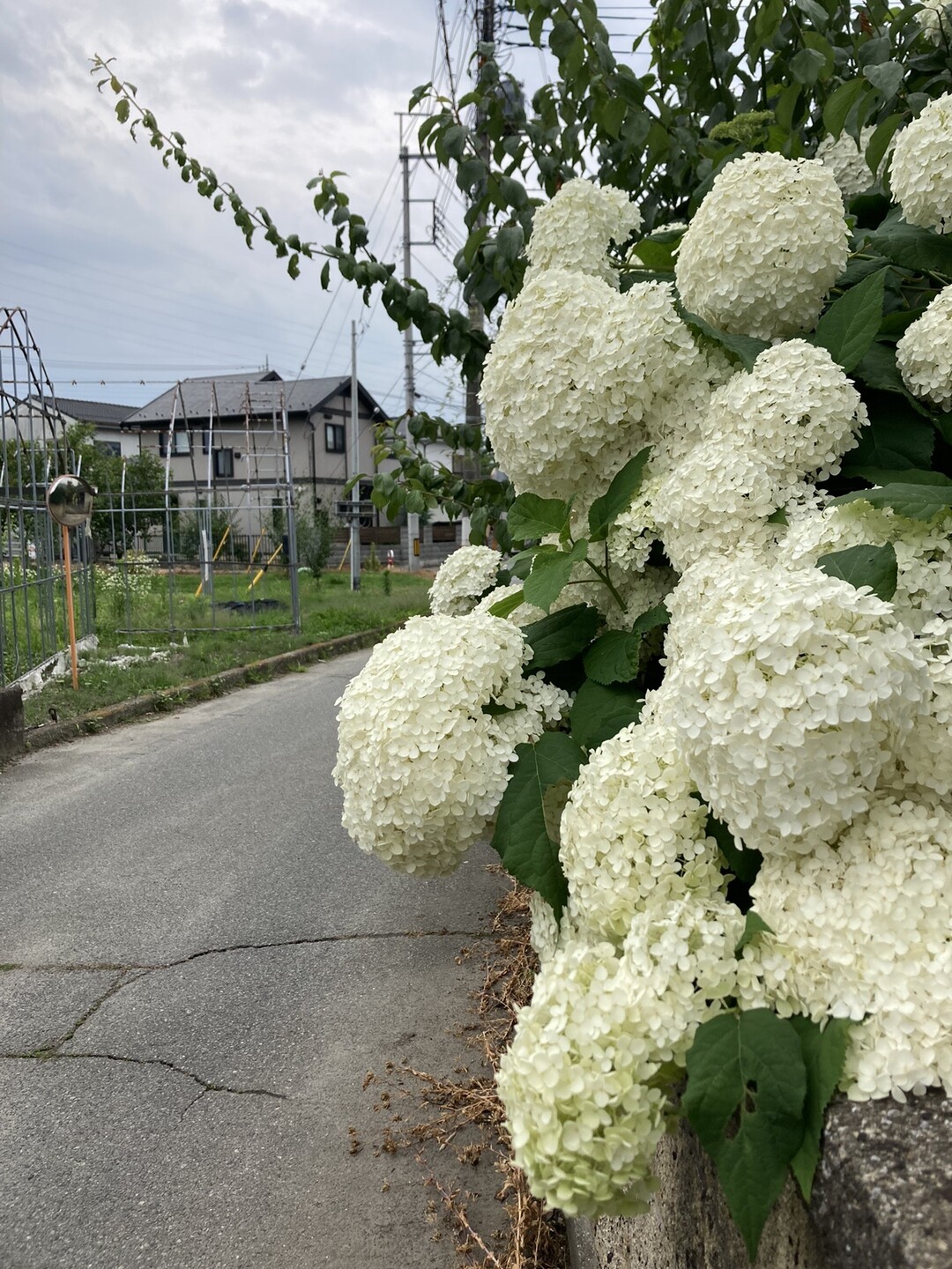 アジサイがモコモコ。 / chiro☘さんのモーメント | YAMAP / ヤマップ