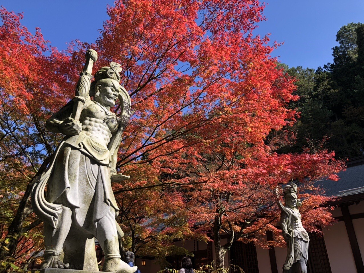 本日の呑山観音 真っ盛りの紅葉🍁 / ojizousanさんのモーメント | YAMAP / ヤマップ