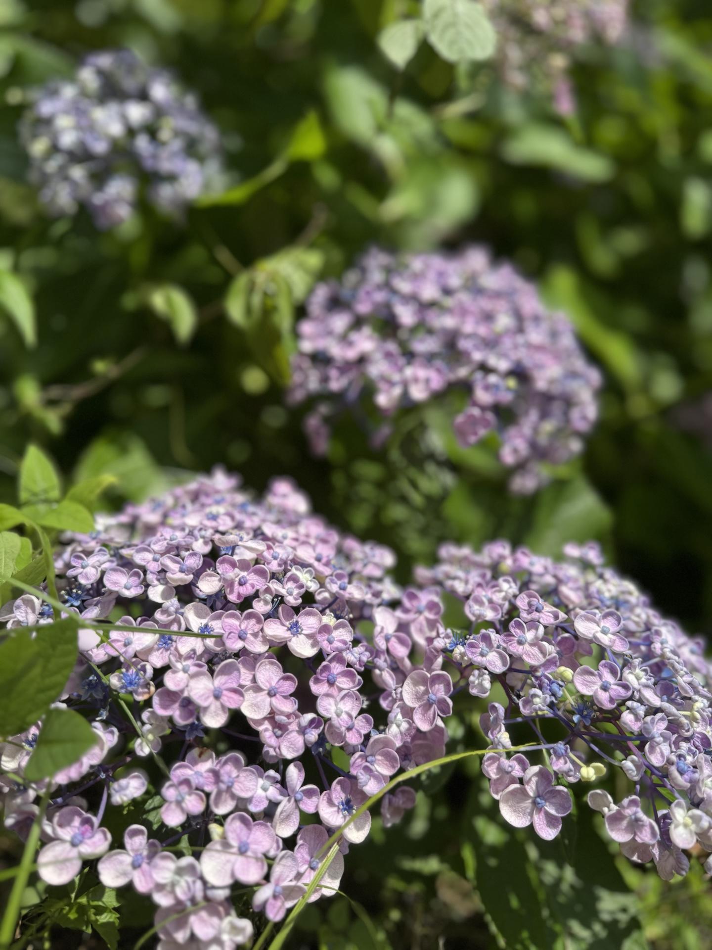 高草山(東峰) 林叟院🅿️スタート / キャサリンさんの焼津アルプス（高草山・満観峰・花沢山）・徳願寺山の活動データ | YAMAP / ヤマップ