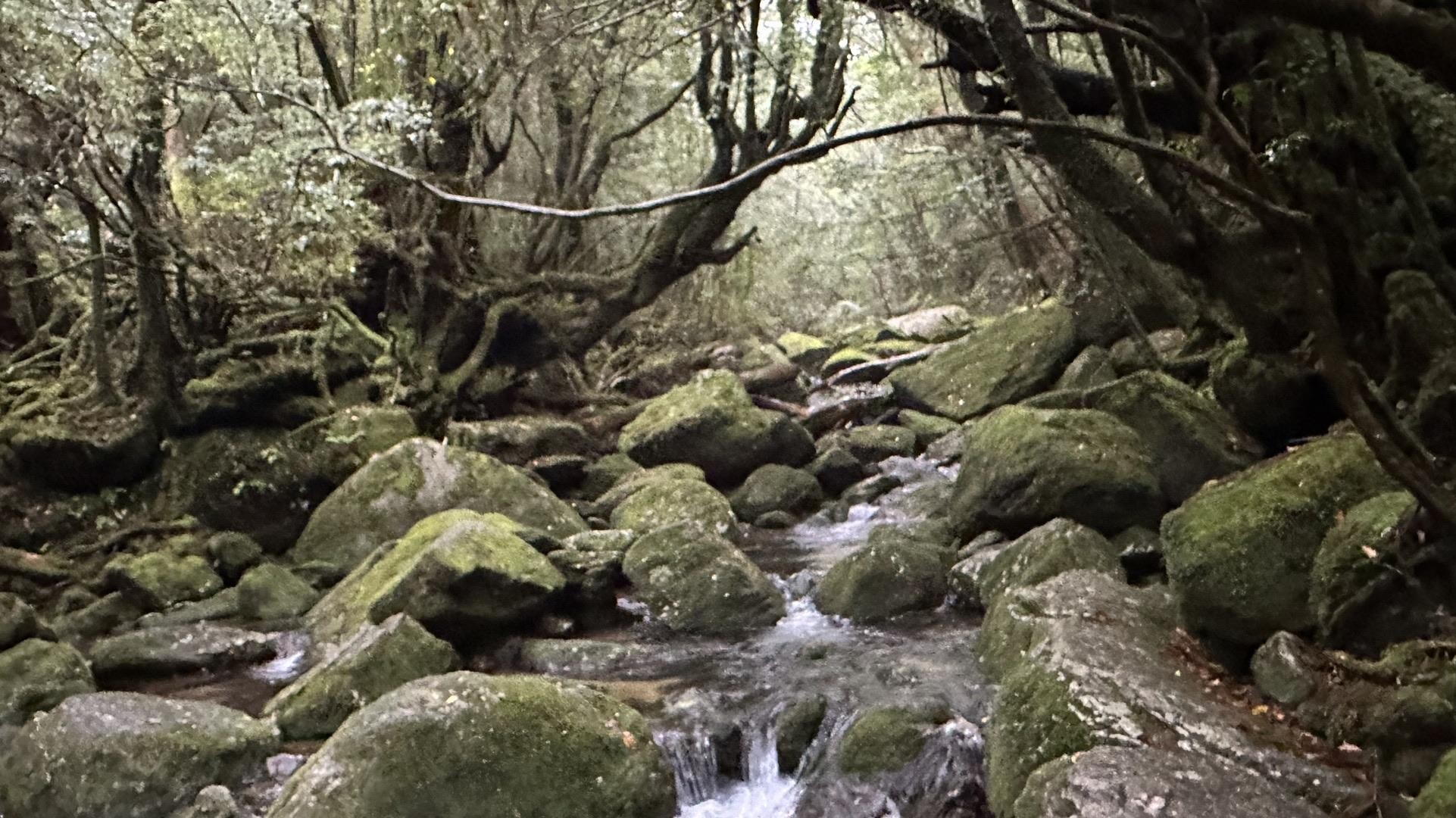 屋久島・宮之浦岳-2024-04-07 / crossさんの屋久島・宮之浦岳の活動データ | YAMAP / ヤマップ