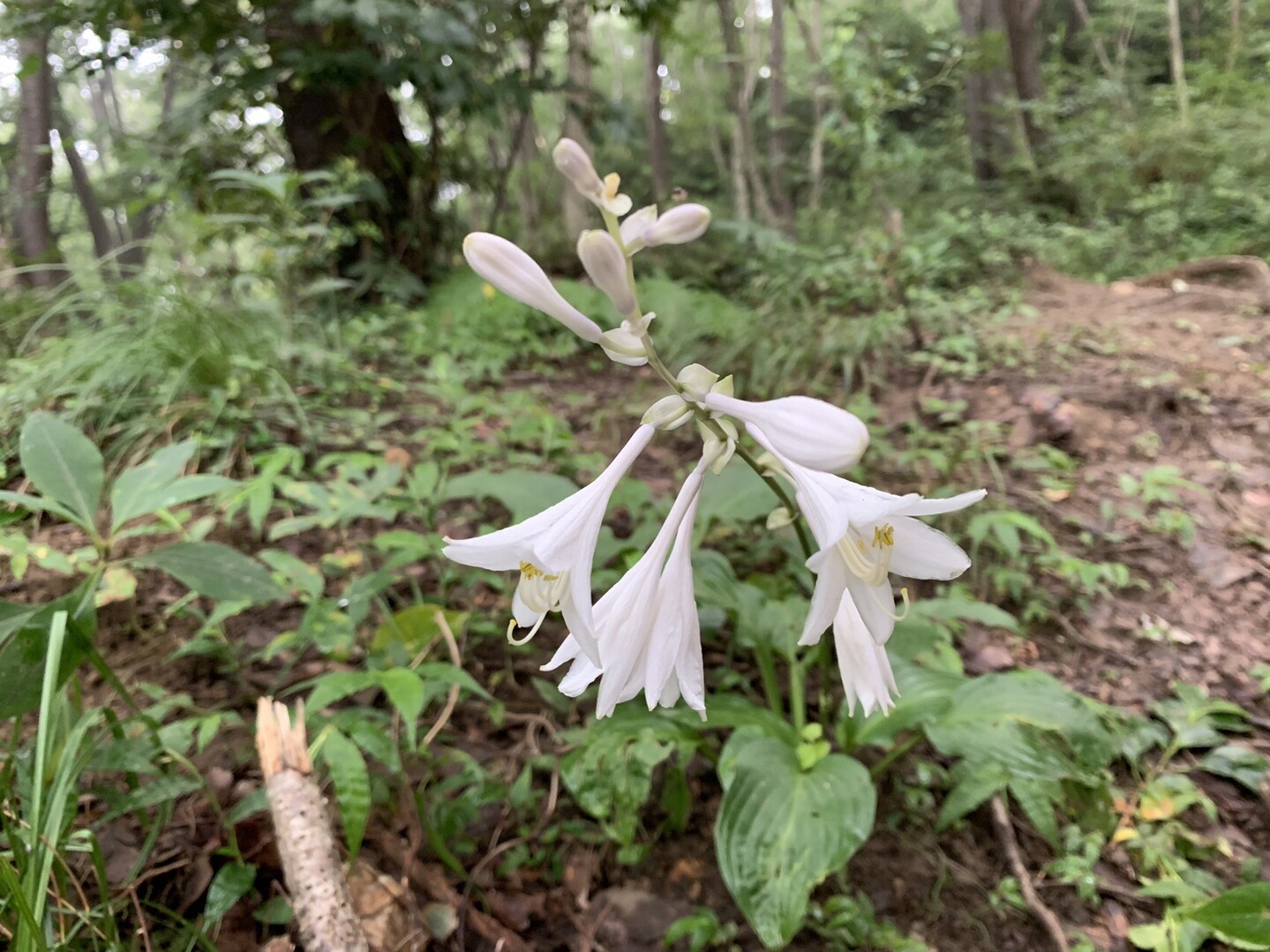 宝篋山・富岡山-2019-07-21 / drankmonkeyさんの宝篋山・富岡山の活動データ | YAMAP / ヤマップ