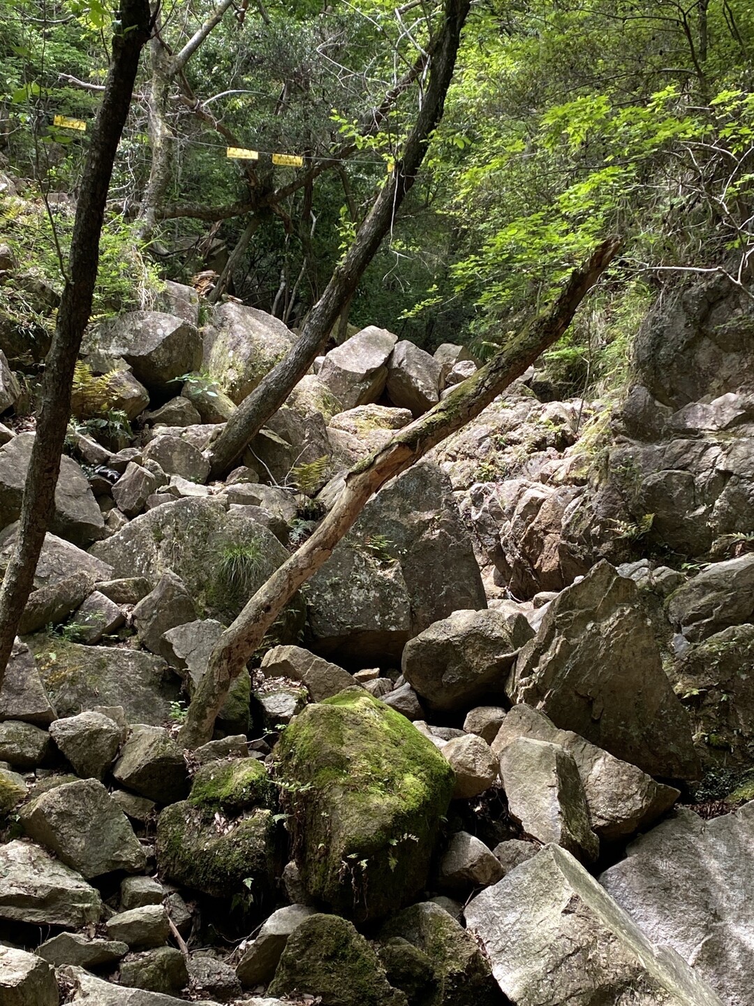 風吹岩、金鳥山 / jiro manさんの六甲山・長峰山・摩耶山の活動日記 | YAMAP / ヤマップ