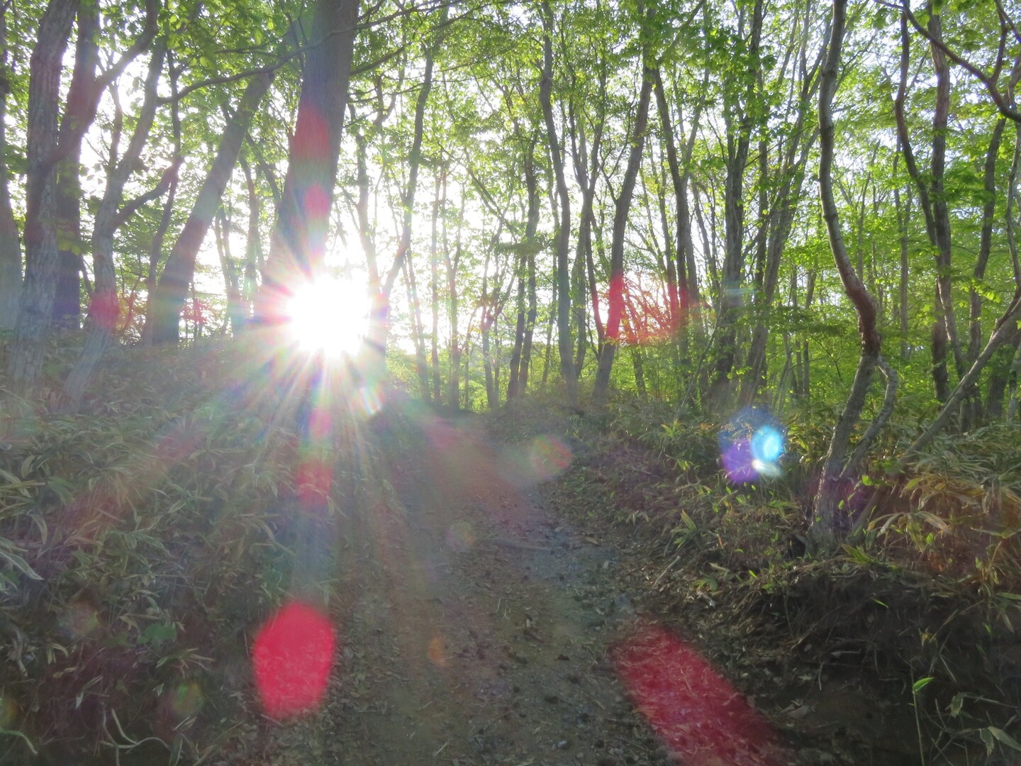 2021.05.22(土) 21:24 / ケロケロ🐸🐸🐸さんのモーメント | YAMAP / ヤマップ