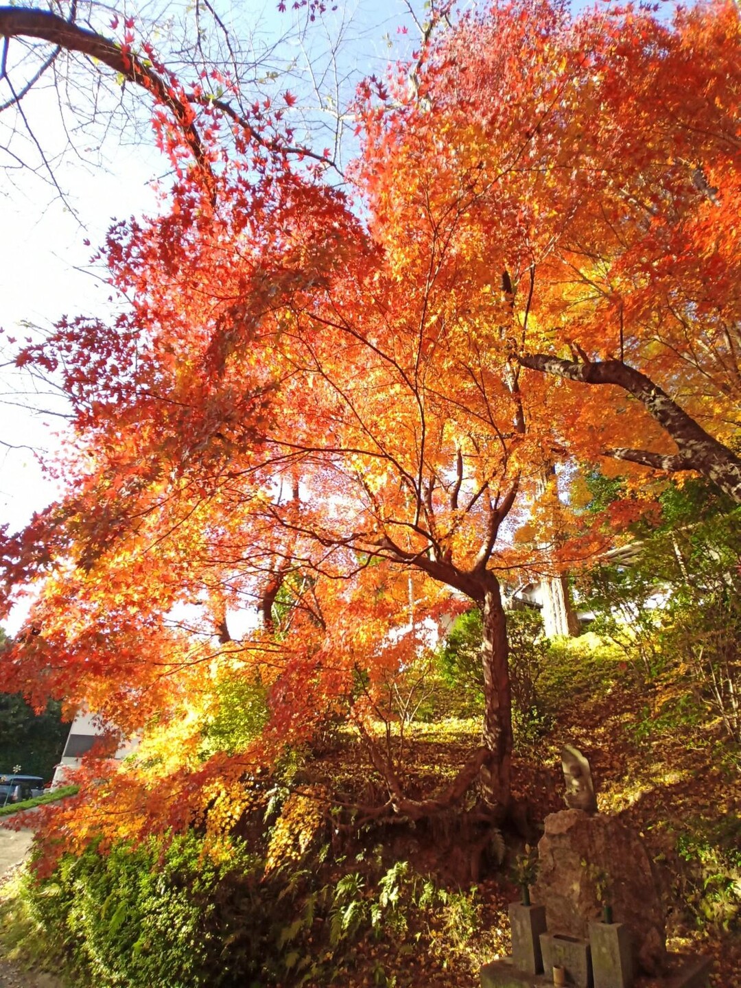 味取観音 瑞泉寺 / toshil-_-lさんの木葉山の活動データ | YAMAP / ヤマップ