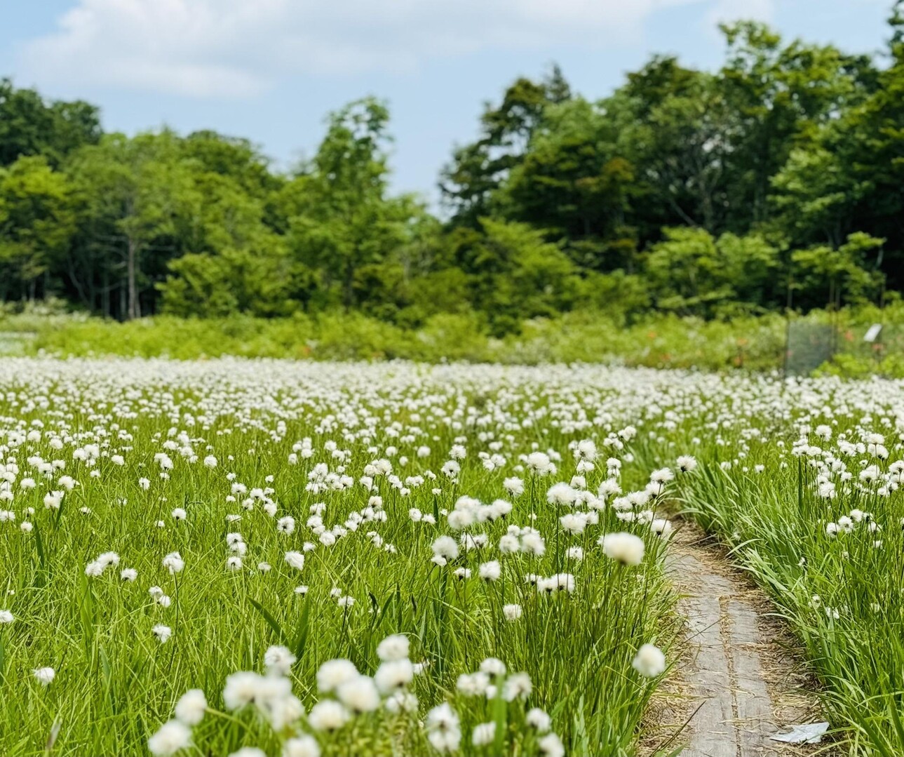 2024.6.13 駒止湿原へ行ってき... / cobalt さんのモーメント | YAMAP / ヤマップ