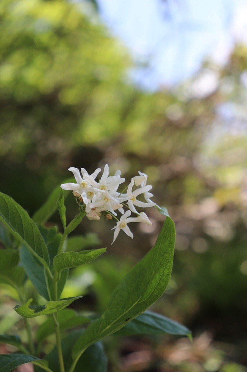 クサタチバナ（草橘） 少し早めに咲いてい... / hideさんのモーメント | YAMAP / ヤマップ