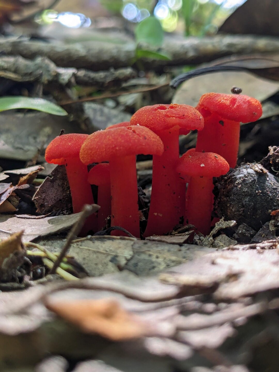 四王寺4座🌀 / neyさんの四王寺山・大城山・大原山の活動データ | YAMAP / ヤマップ