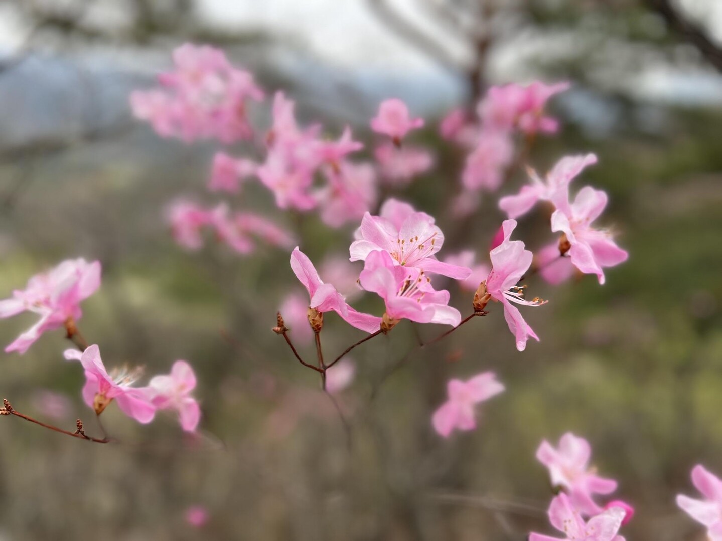 20回目のYAMAP！ / TAKU-LOWさんの三床山・金原山の活動データ | YAMAP / ヤマップ