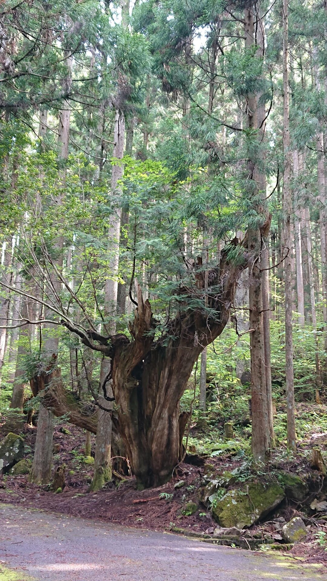 蕪山 / b-Dragonさんの蕪山の活動データ | YAMAP / ヤマップ