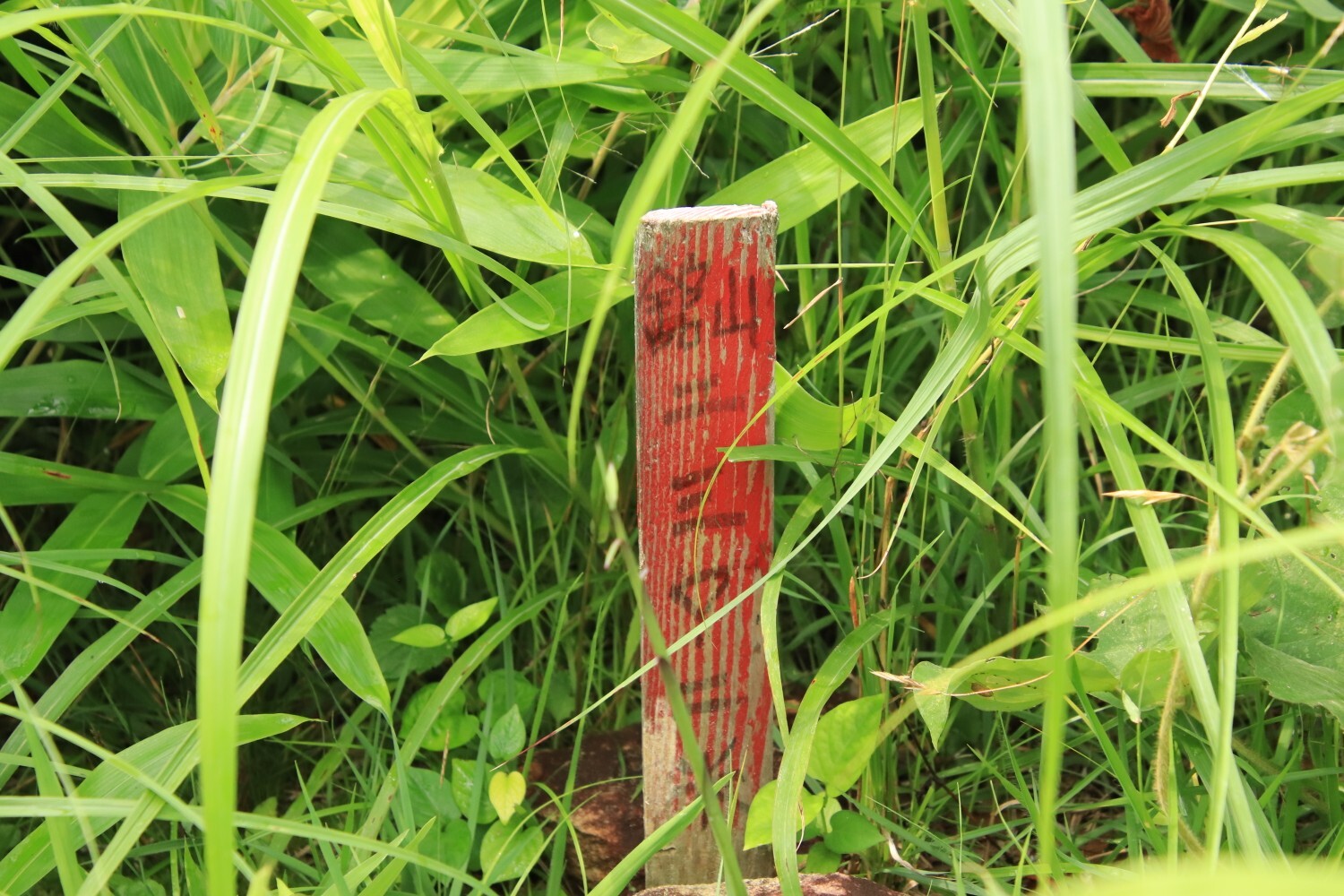 朝活？舘山-2022-07-29 / G-Mikiさんの豪士山・駒ヶ岳の活動データ | YAMAP / ヤマップ