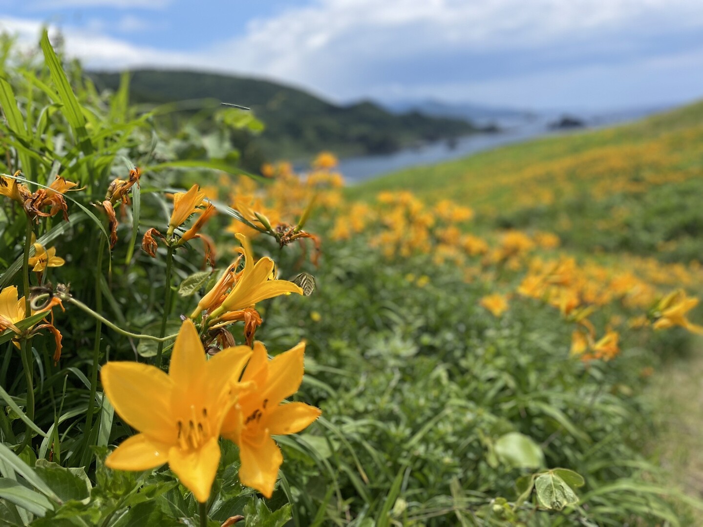 トビシマカンゾウロードを歩く佐渡島2days / ぷちぷちさんの佐渡島の活動データ | YAMAP / ヤマップ