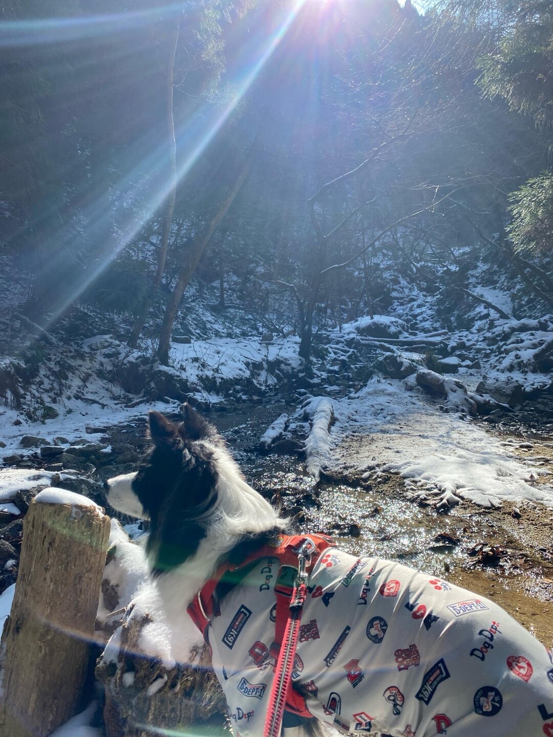 金剛山 trek the dog / tetsuyasammyさんの金剛山・二上山・大和葛城山の活動データ | YAMAP / ヤマップ
