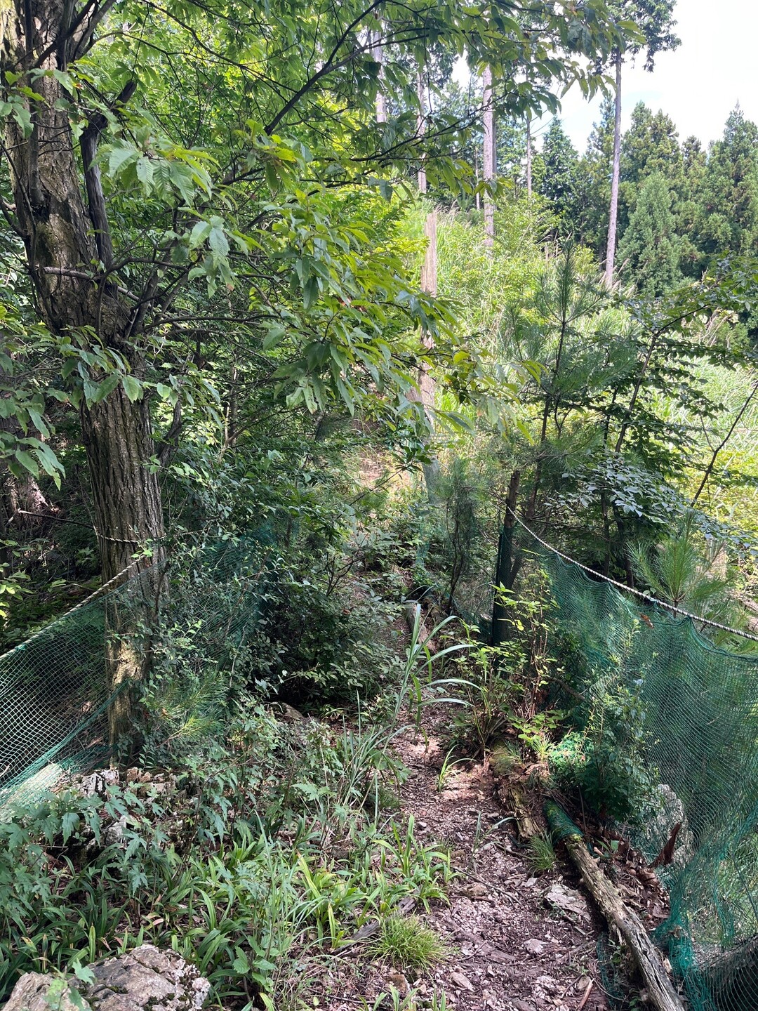 mskふぅさんの投稿したフィールドメモ | YAMAP / ヤマップ