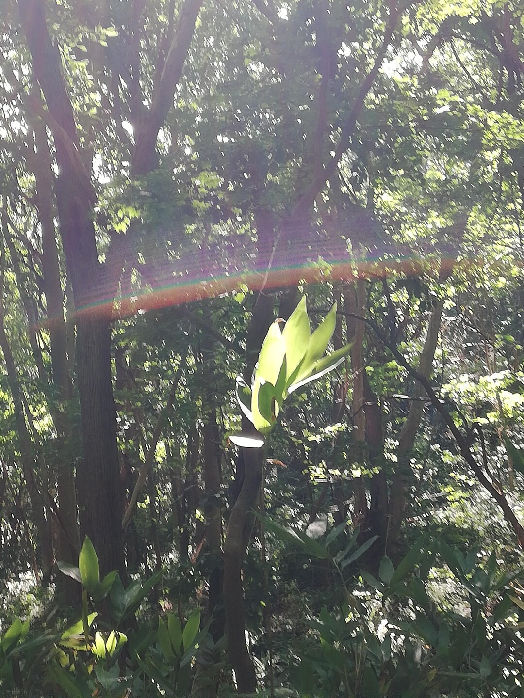 尻場山 眺め最高😃 / aripapaさんの尻場山の活動データ | YAMAP / ヤマップ