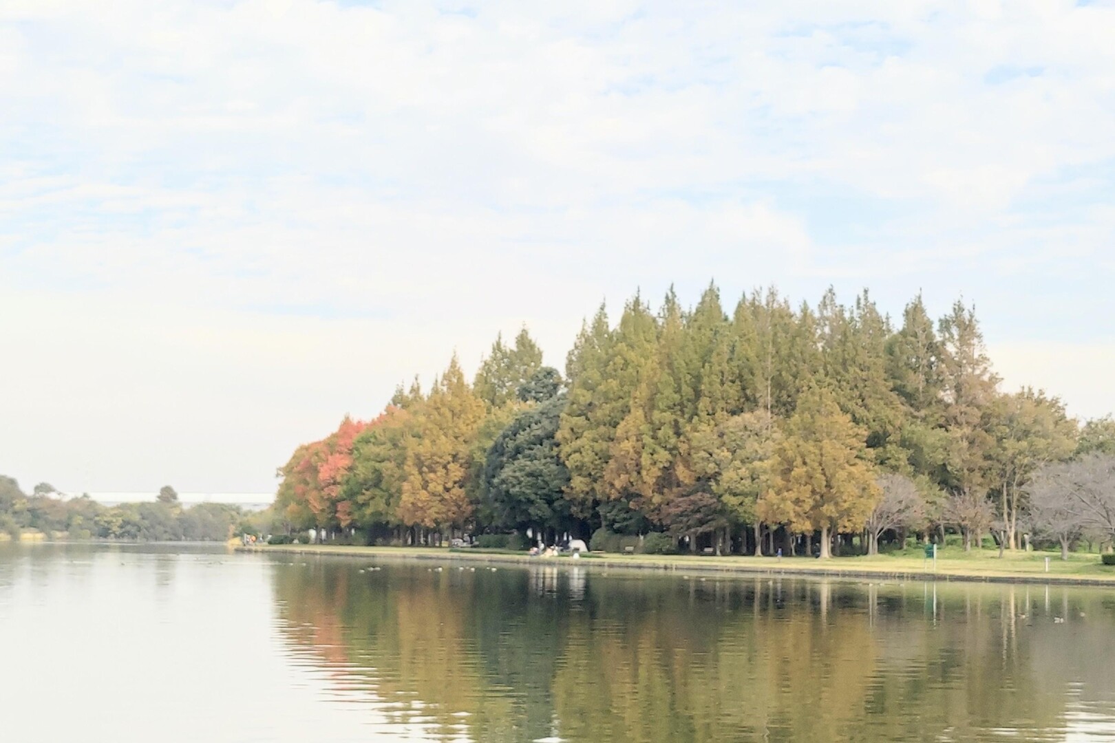 水元公園へ野鳥観察に行きました～ オナガ... / Reoさんのモーメント | YAMAP / ヤマップ